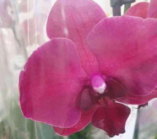 Орхидея фаленопсис бордовая /малиновая 95727