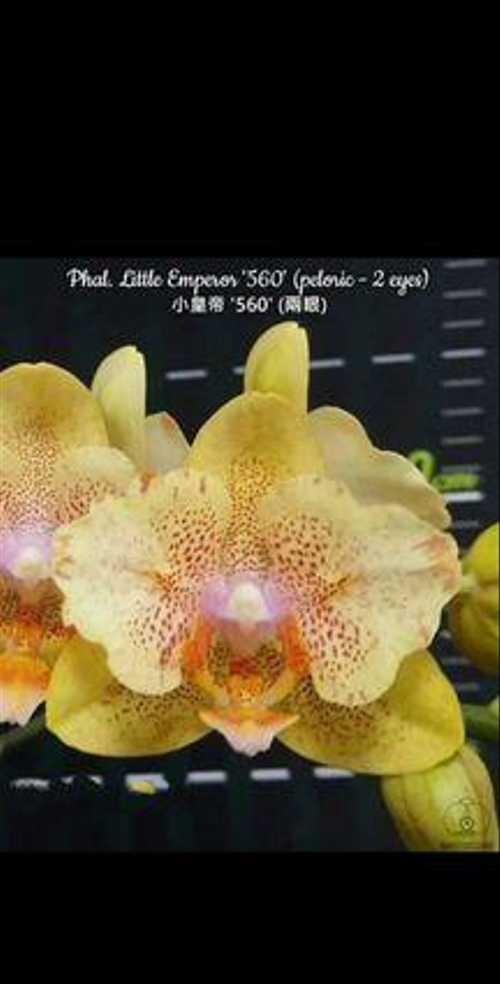 Орхидея Little Emperor 560 peloric