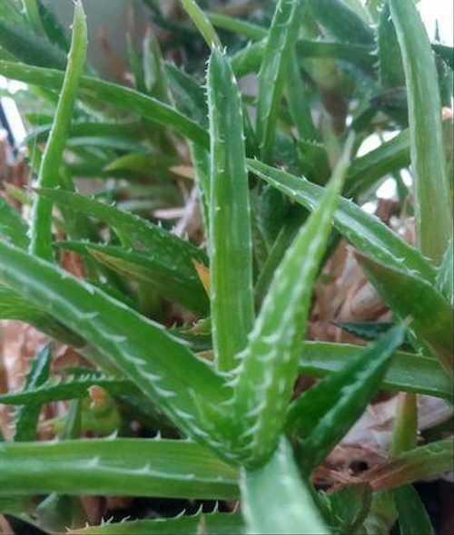 Суккулент Алоэ Ювенна (Aloe Juvenna) - "Алоэ с тиг