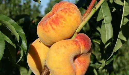 Персик инжирный