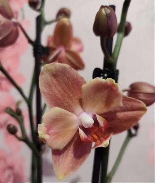 Орхидея фаленопсис бабочка " Брион"