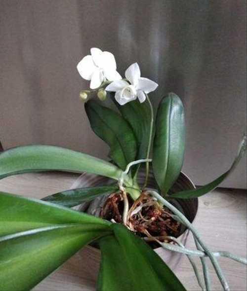 Детки Орхидея фаленопсис белая