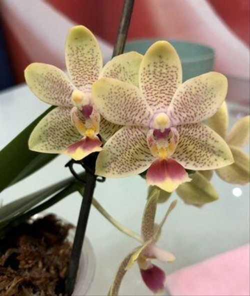 Орхидея фаленопсис Younghome Lucky Star