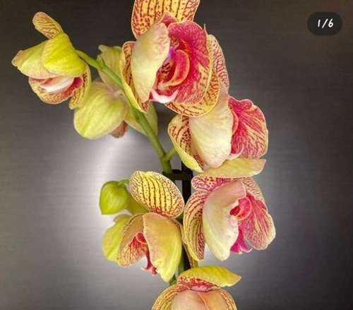 Орхидея Фаленопсис пелор, пелорик
