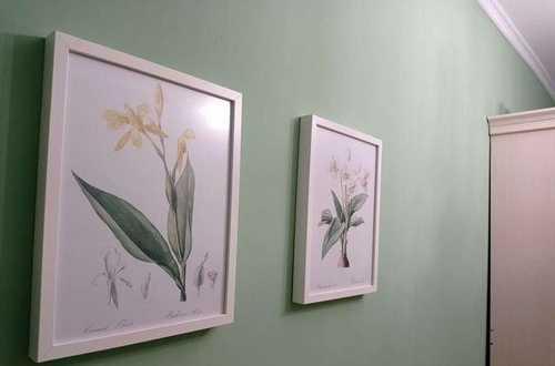 Картины ботанические интерьерные IKEA