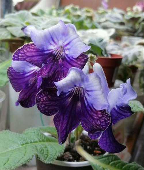 Harlequin Lace детка стрептокарпуса