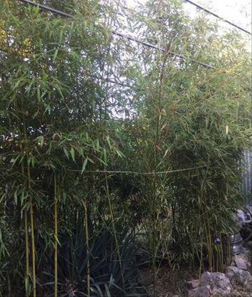 Бамбук, живая изгородь