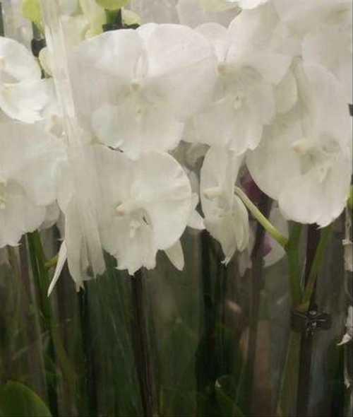 Орхидея фаленопсис белая Белоснежный цветы Биг Лип