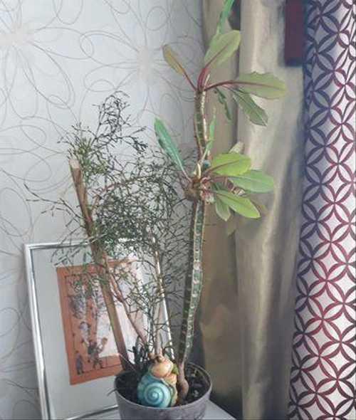 Молочай и хатиора