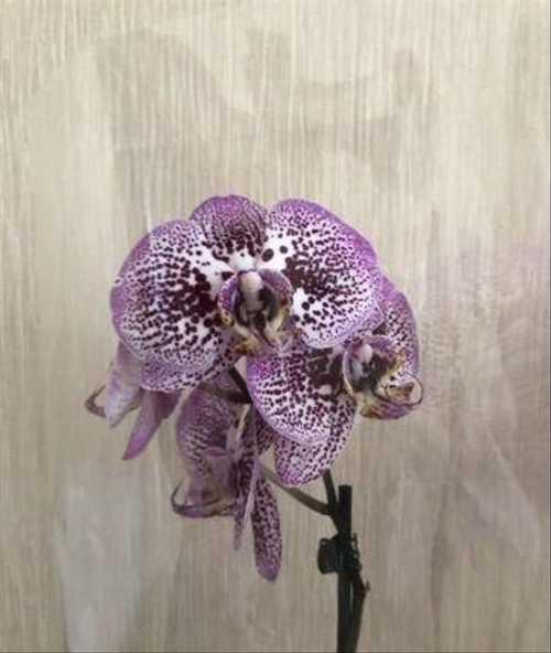 Орхидея фаленопсис андорра