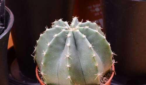 Echinopsis sp. (Эхинопсис)