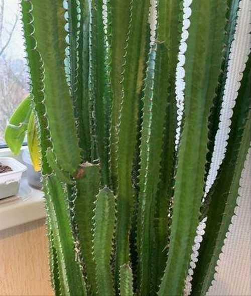 Суккулент / Кактус (Euphorbia trigona)