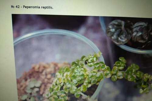 Пеперомия Reptilis
