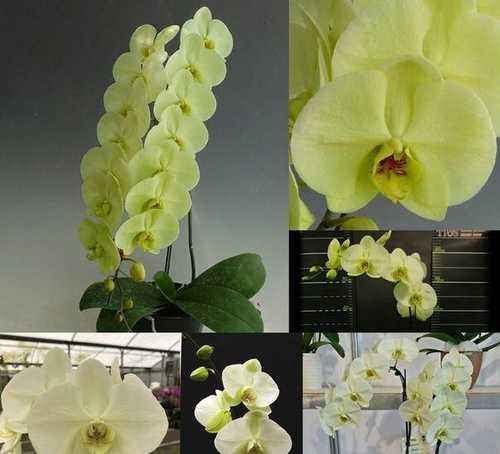 Орхидея гелиодор дарвин фото и описание