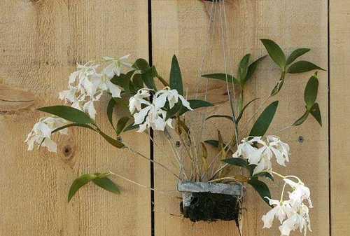 Орхидея Dendrobium rhodostictum | Festima.Ru – частные объявления