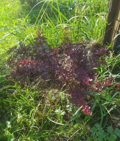 Барбарис тунберга Артропурпуреа