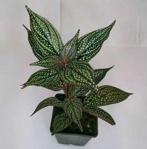 Растения для влажных террариумов и флорариумов