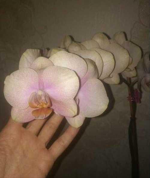 Орхидея фаленопсис Peachs