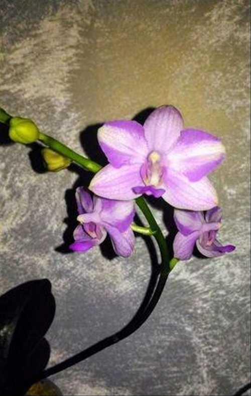 Орхидея фаленопсис Моцарт