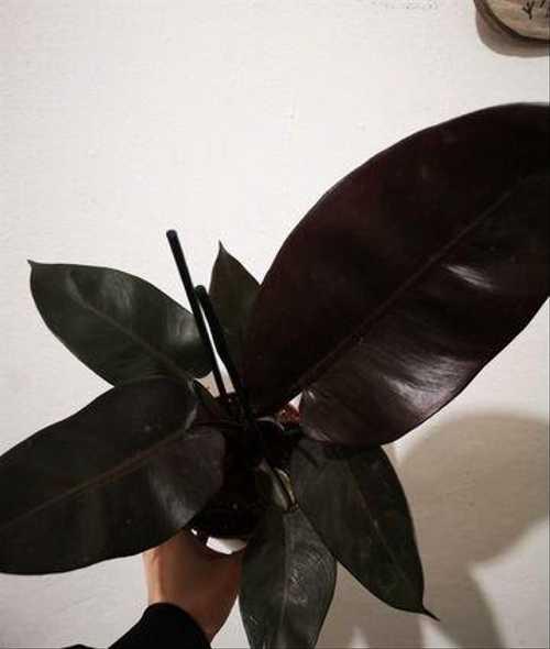 Филодендрон Philodendron Black Cardinal