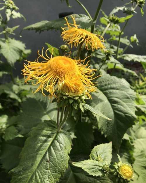 Девясил (многолетнее растение)