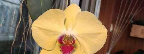 Орхидея фаленопсис Younghorne Golden
