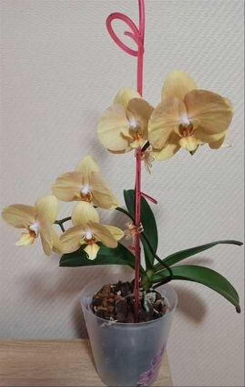 Орхидея фаленопсис phalaenopsis