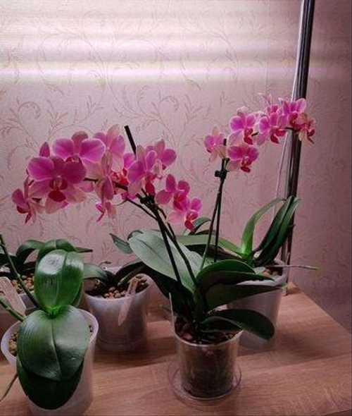 Орхидея фаленопсис Summer Song