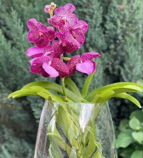Воздушная орхидея ванда