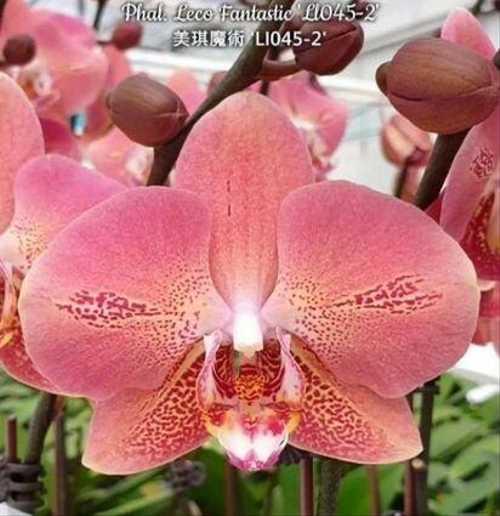 Орхидеи Азия подростки