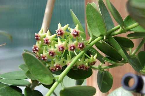 Хойя кумингиана (Hoya cumingiana)