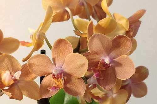 Орхидея фаленопсис арома Orange Blossom