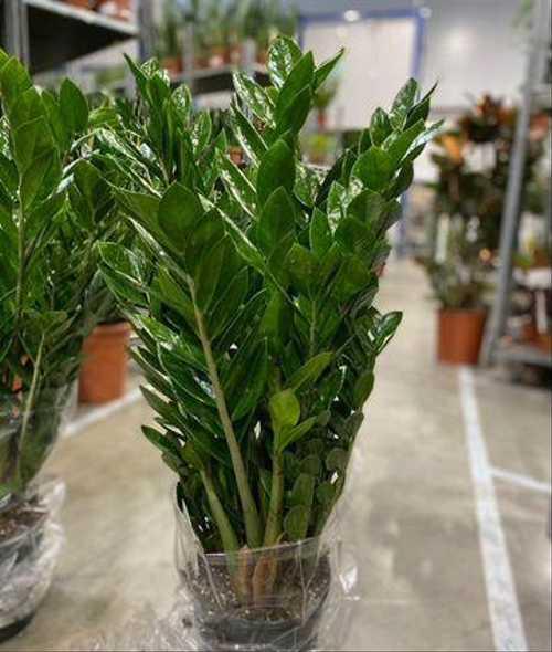 Замиокулькас замиелистный (Zamioculcas zamiifolia)