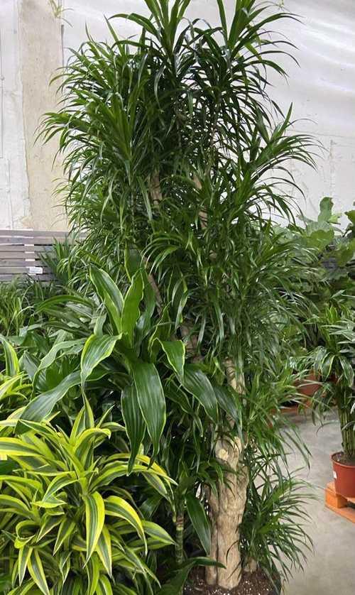 Драцена Анита XL разветленная Н 200 см