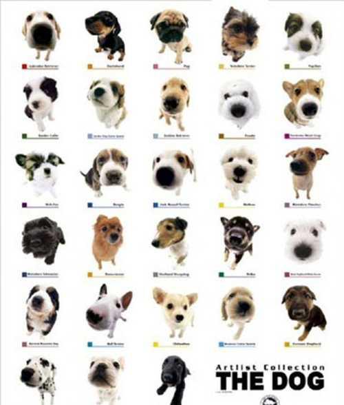 Постер Смешные фотографии мордочек щенков