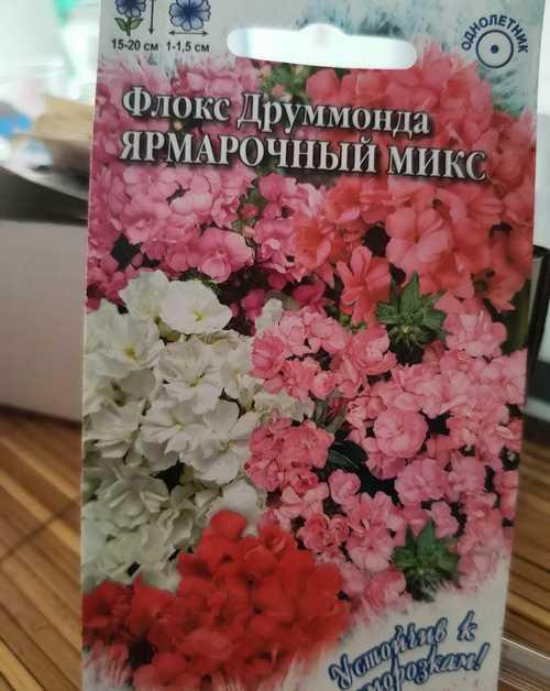 Флокс однолетний