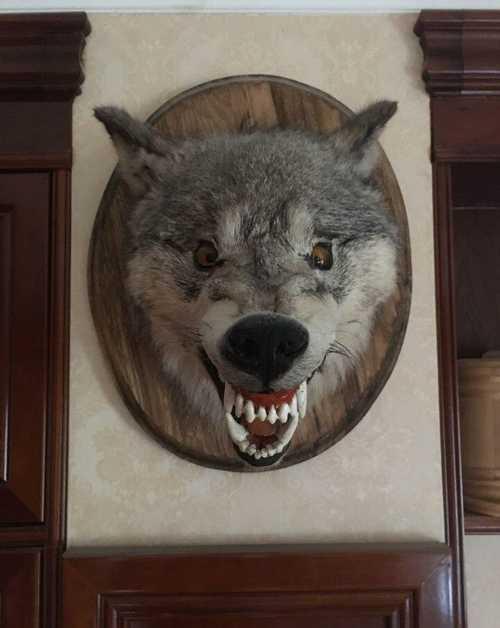 Чучело настенное «Голова волка»