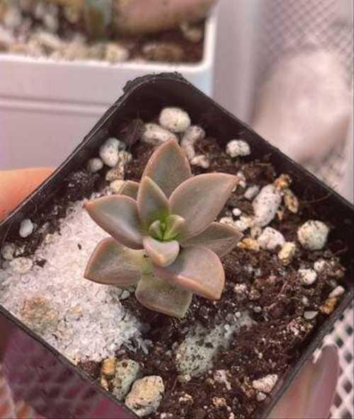 Суккуленты Graptosedum 'Bronze'