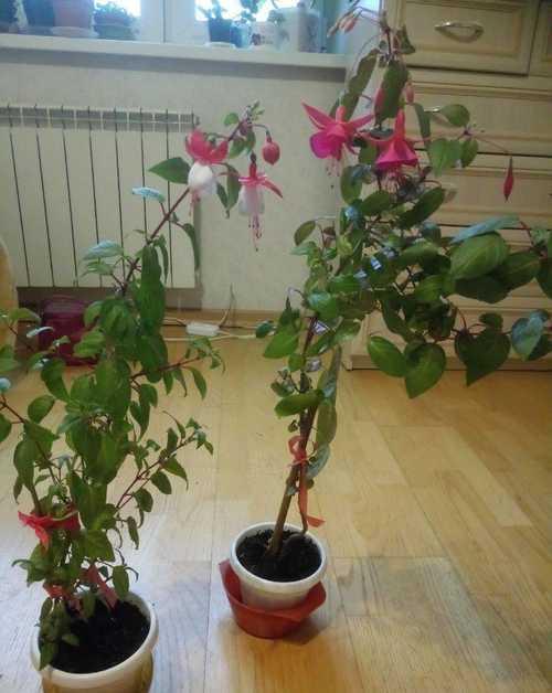 Фуксия Дисплей, Балерина