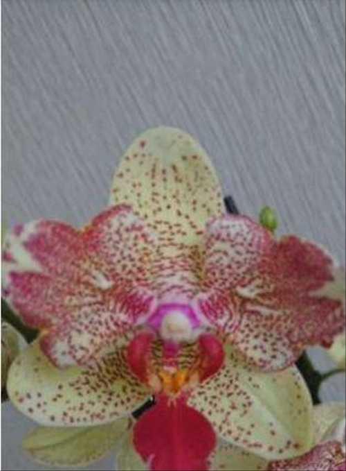 Орхидея фаленопсис бабочка майя
