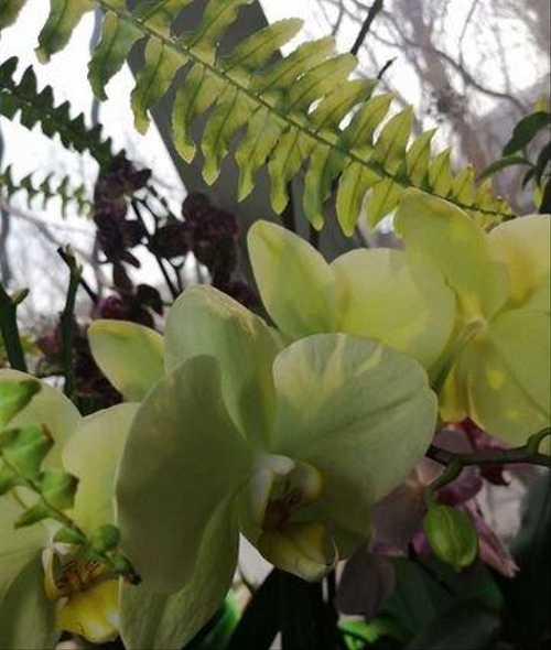 Орхидеи, рододендрон, папоротники, калатеи и много