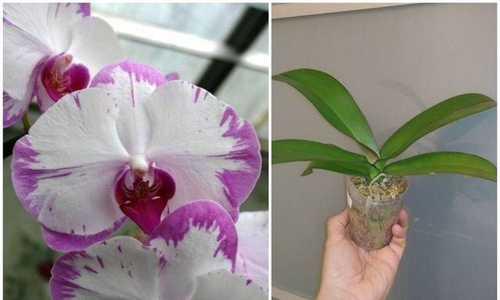 Орхидея фаленопсис подростки Азия