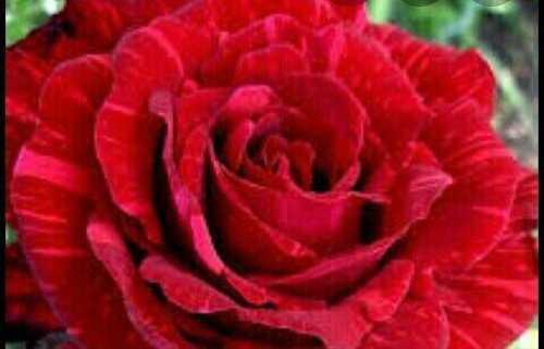 Розы чайно гибридные