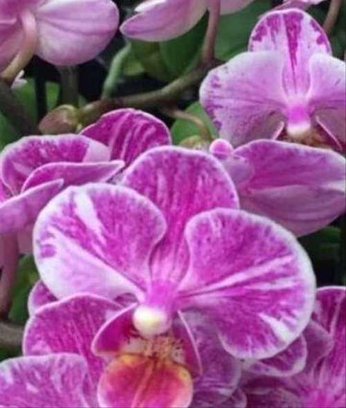 Орхидея фаленопсис мини 2-6ветвей 960112