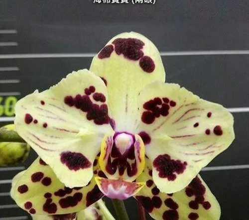 Орхидея Phal. OX Sponge Bob (peloric - 2 eyes) B56