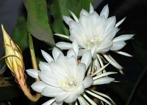 Эпифиллум Леди Ночь