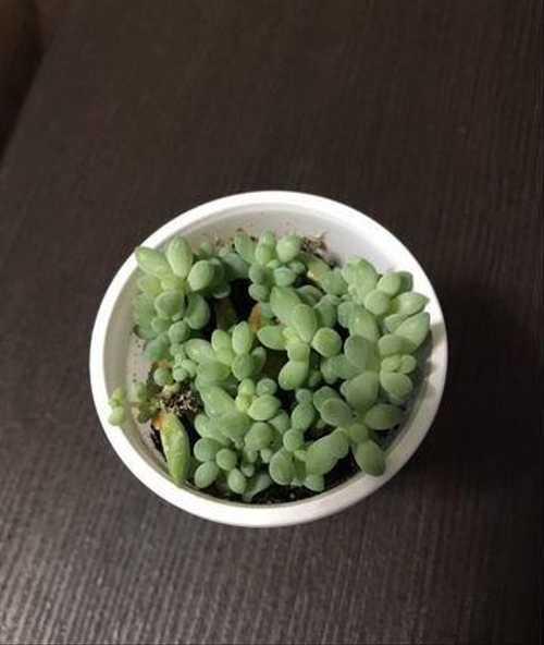 Очиток моргана