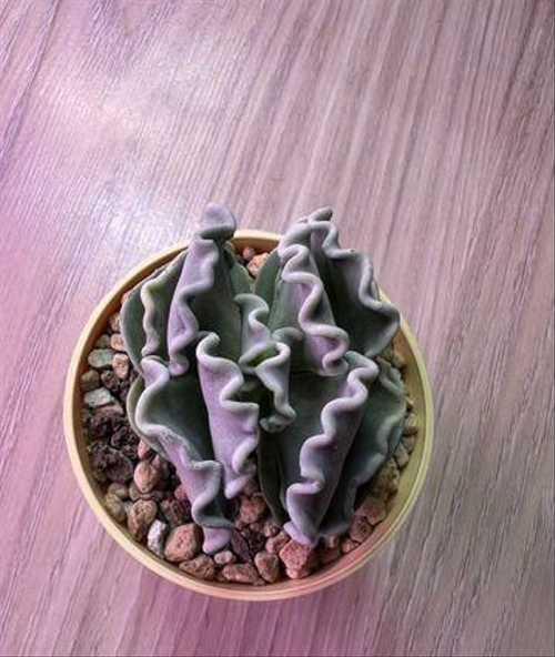 Cotyledon Undulata (Котиледон Волнистый)