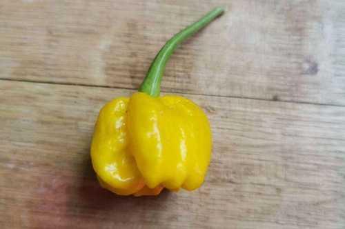 Trinidad scorpion yellow