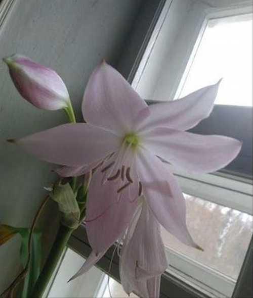 Кринум Пауэлла (Crinum powellii)